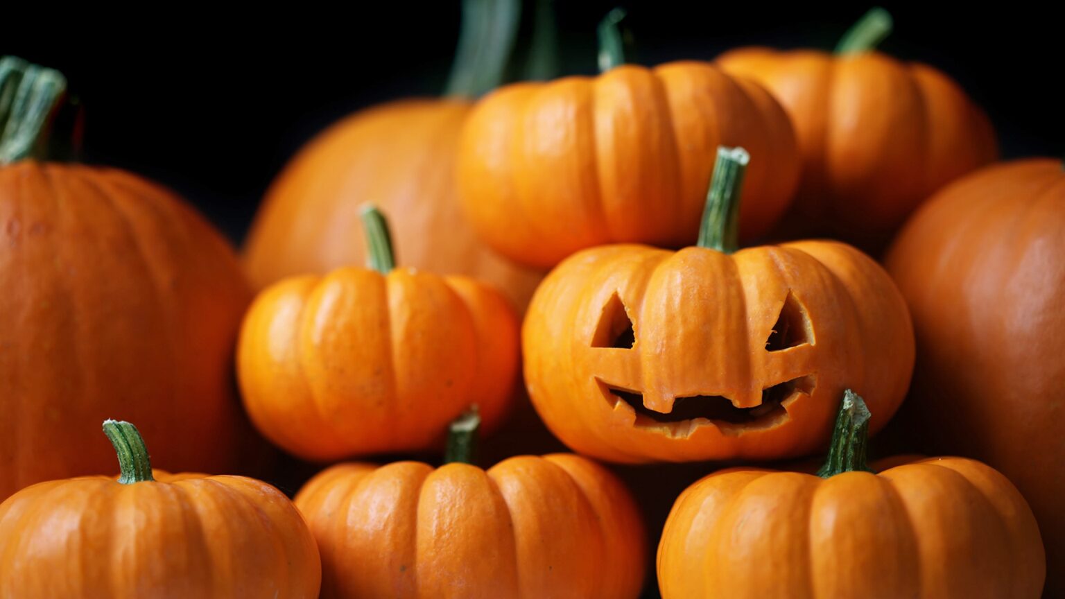 Picking the Perfect Pumpkin: A Little Lion’s Guide – Little Lions Club